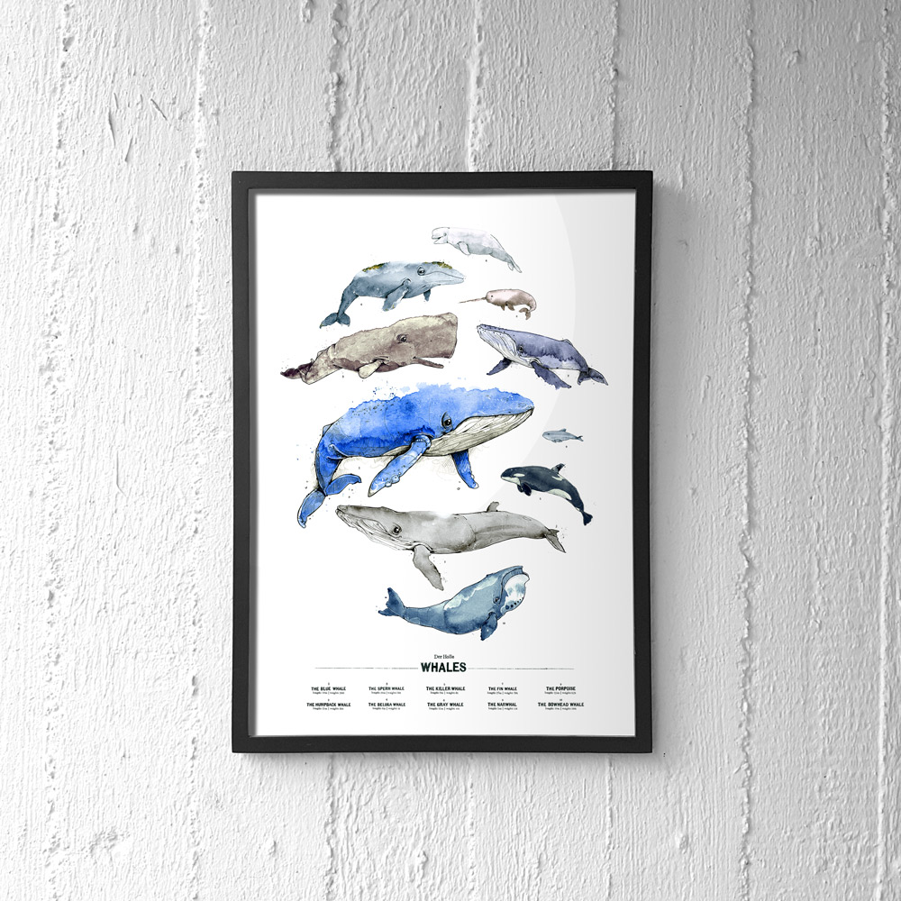 Wal Poster - entdecke deinen Lieblingswal als Poster